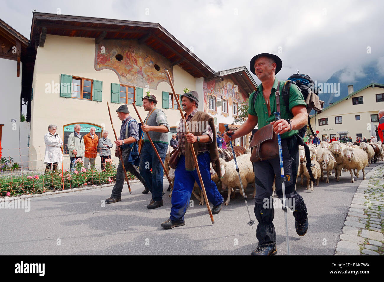 Driving the sheep hi-res stock photography and images - Alamy