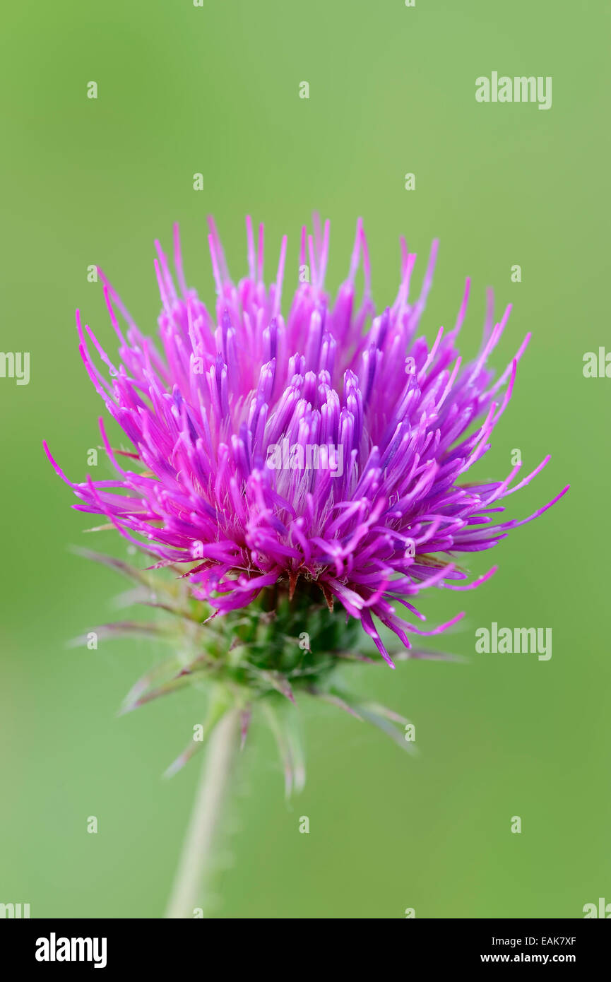 Spear Thistle or Bull Thistle (Cirsium vulgare, Cirsium lanceolatum ...