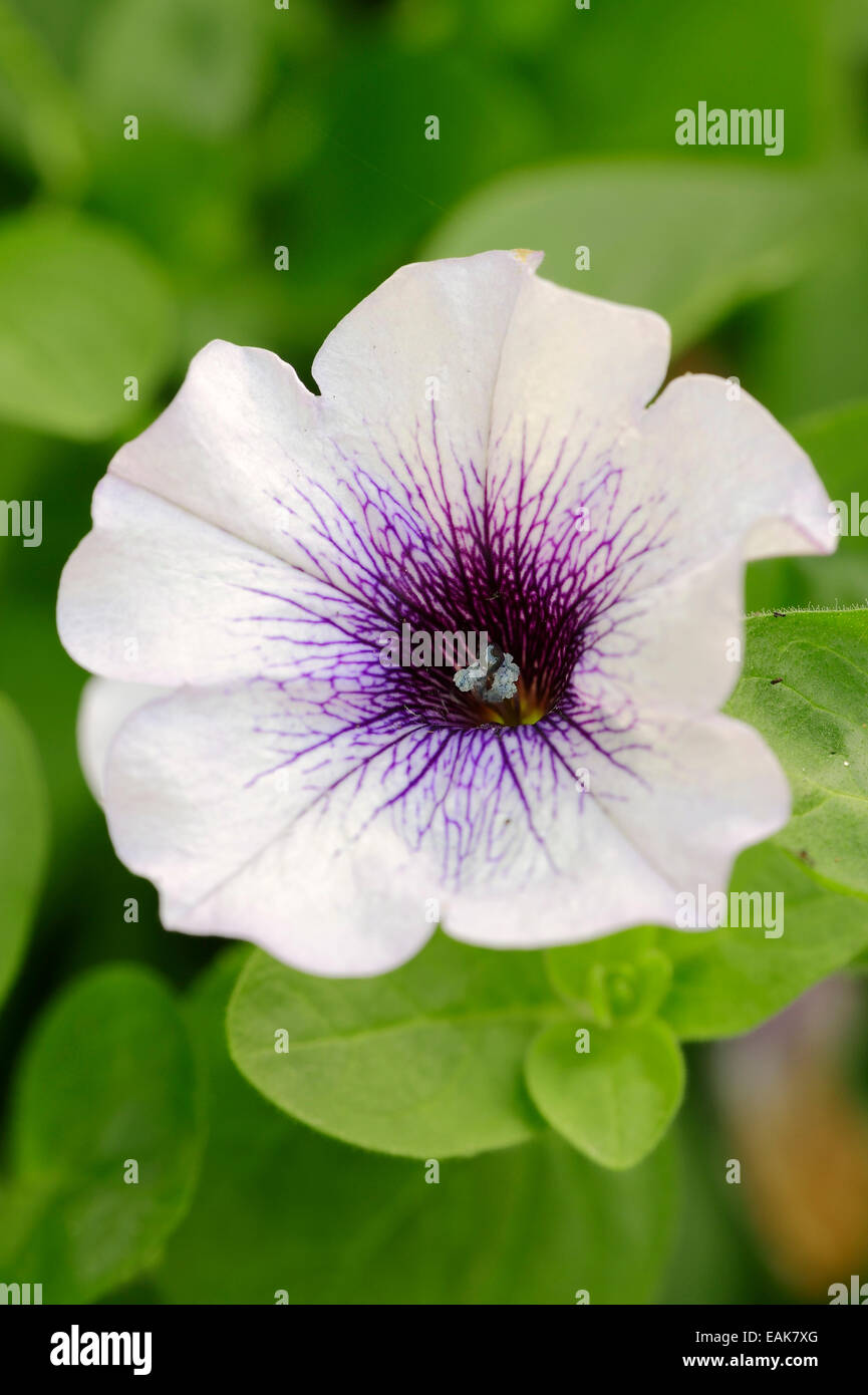One petunia hi-res stock photography and images - Alamy
