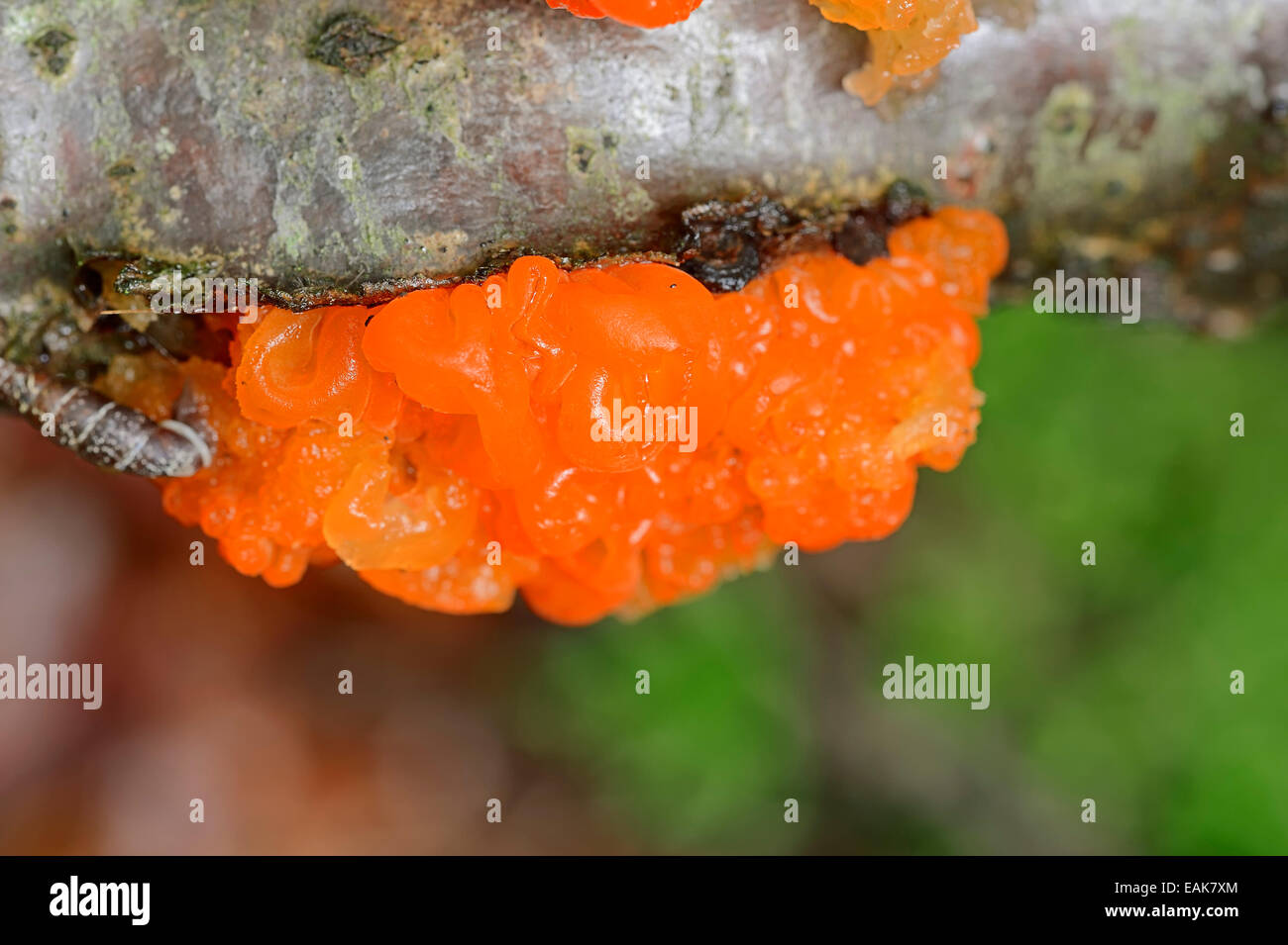 Yellow Brain, Golden Jelly Fungus or Witches' Butter (Tremella ...