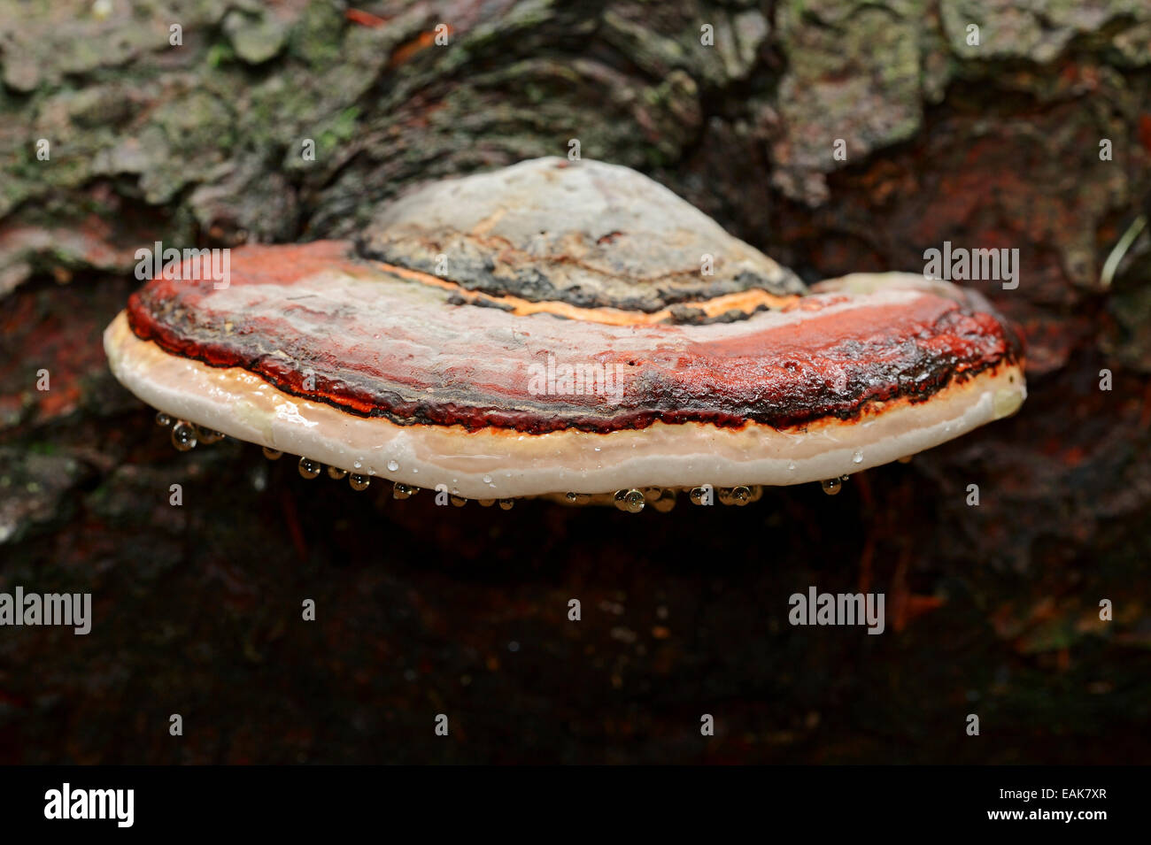 Red Banded Polypore or Red-belted Bracket Fungus (Fomitopsis pinicola ...