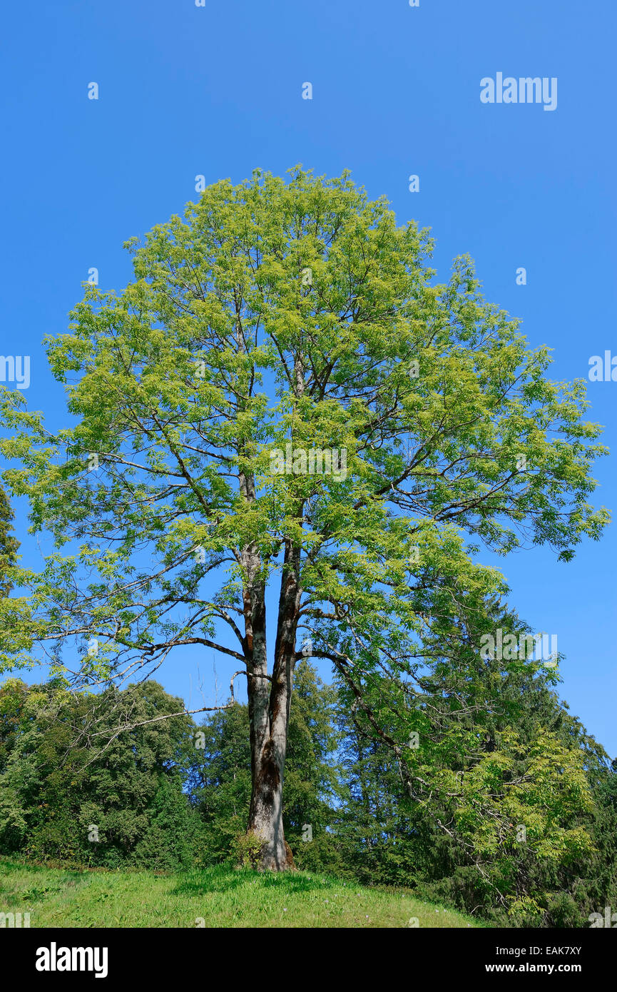 Common ash hi-res stock photography and images - Alamy