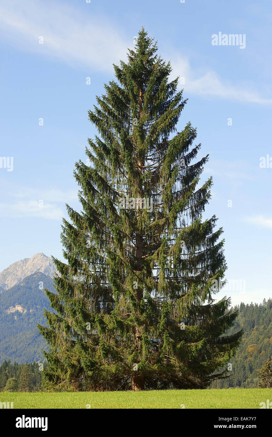 Norway spruce hi-res stock photography and images - Alamy