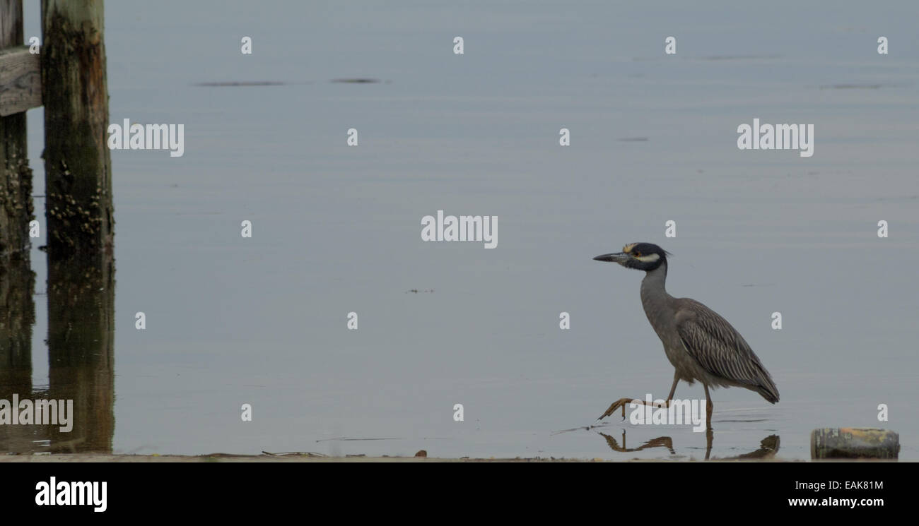 Long neck birds hi-res stock photography and images - Alamy