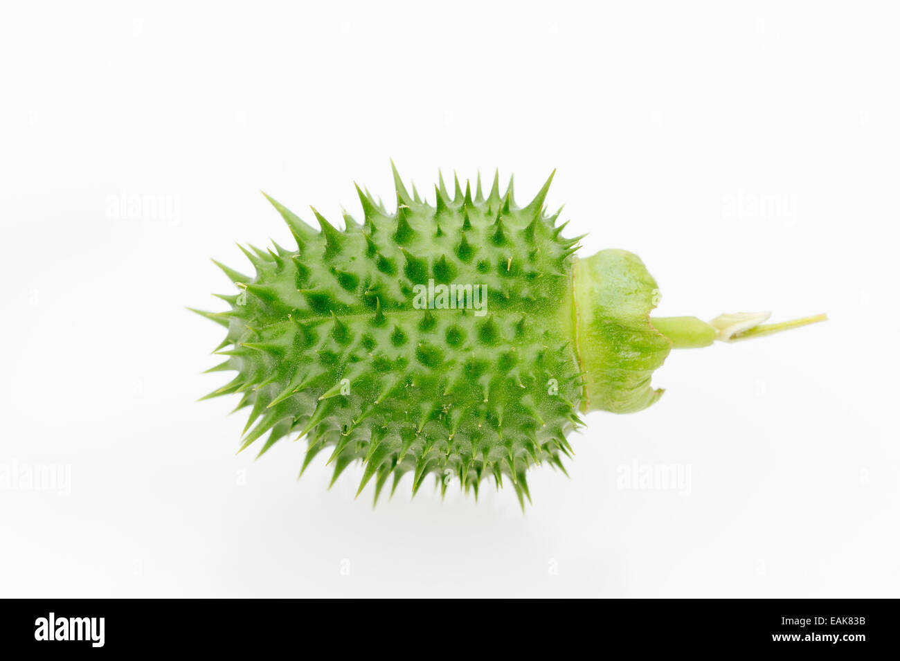 Jimson Weed or Datura (Datura stramonium), fruit Stock Photo - Alamy
