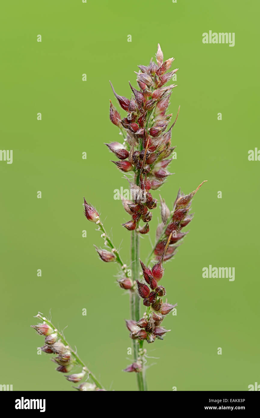 Cockspur barnyard millet echinochloa crus galli hi-res stock ...