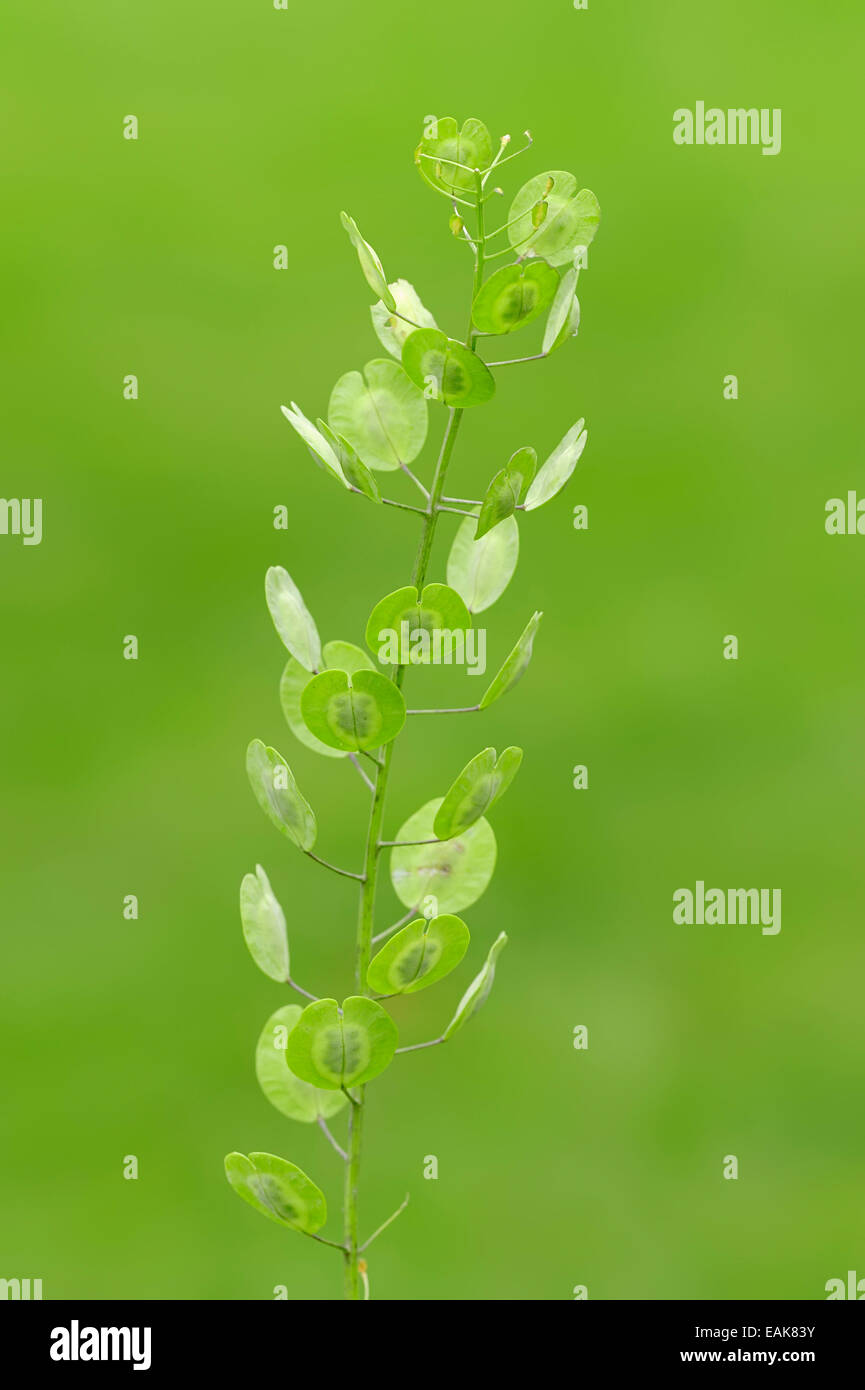 Field penny cress thlaspi arvense hi-res stock photography and images ...