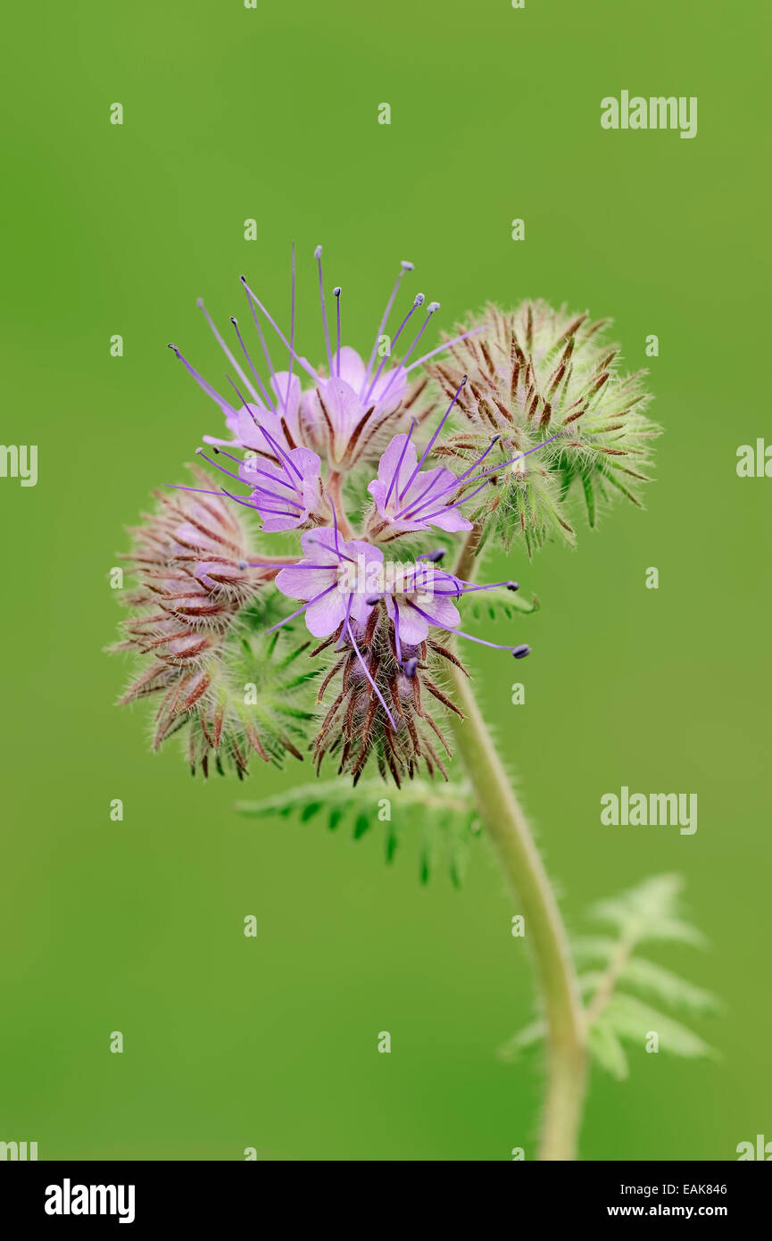 Lacy Phacelia (Phacelia tanacetifolia), flowers, North Rhine-Westphalia ...