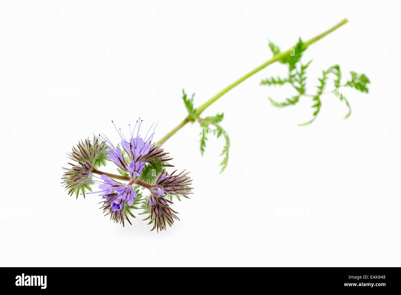Phacelia phacelia tanacetifolia hi-res stock photography and images - Alamy