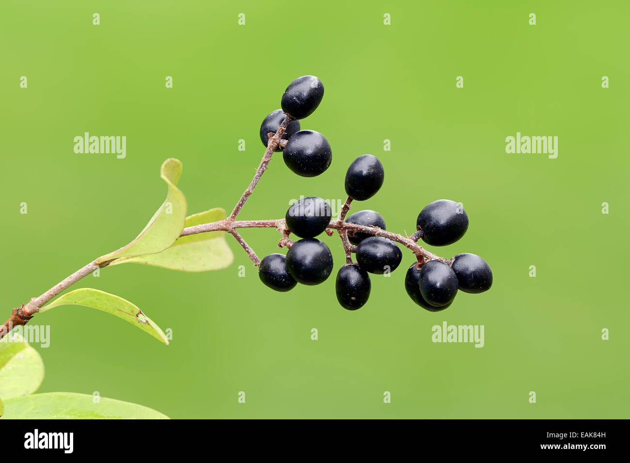Wild Privet or European Privet (Ligustrum vulgare), branch with ripe ...