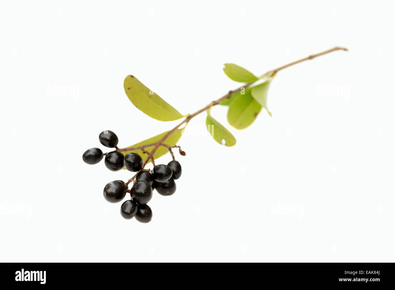 Wild Privet, Common Privet or European Privet (Ligustrum vulgare ...