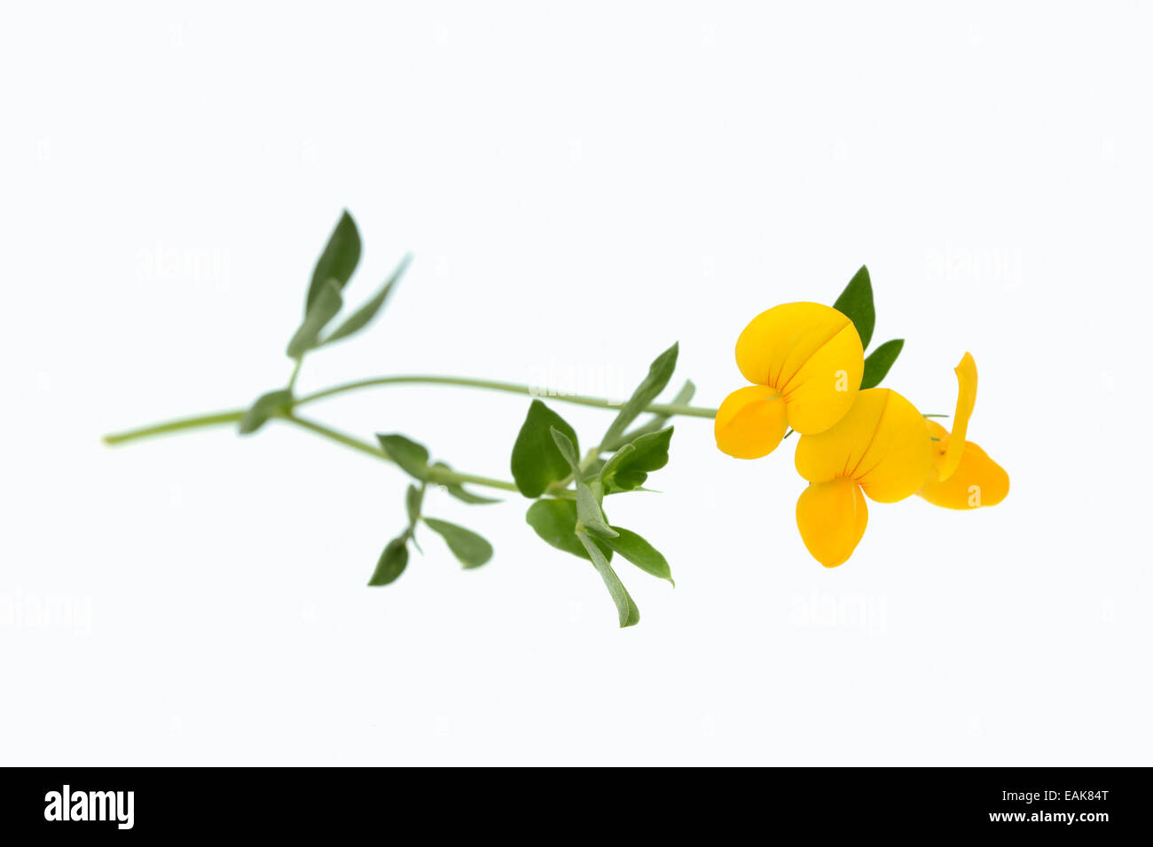 Bird's-foot Trefoil or Birdfoot Deervetch (Lotus corniculatus Stock ...