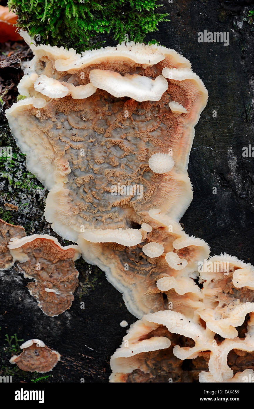 Trembling Rot (Merulius tremellosus, Phlebia tremellosa), North Rhine ...