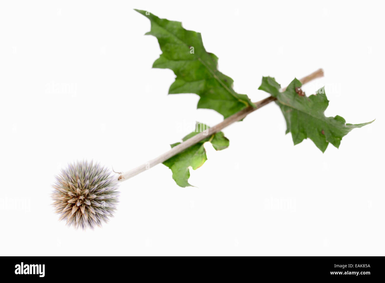 Great globe thistle Cut Out Stock Images & Pictures - Alamy
