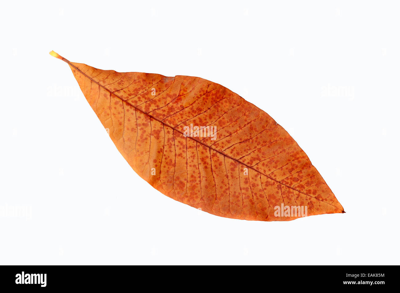 Umbrella tree hi-res stock photography and images - Alamy