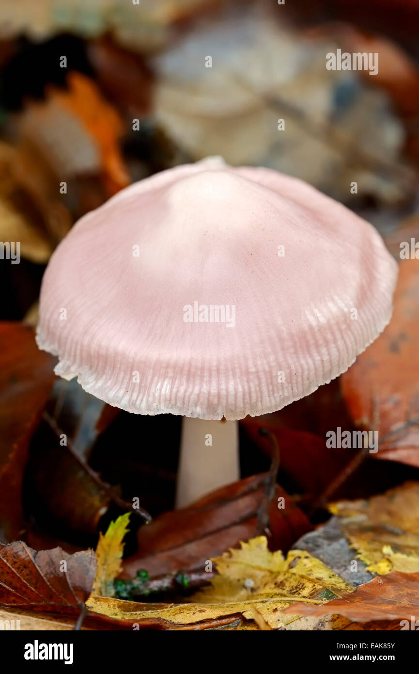 Lilac Bonnet (Mycena pura), North Rhine-Westphalia, Germany Stock Photo ...
