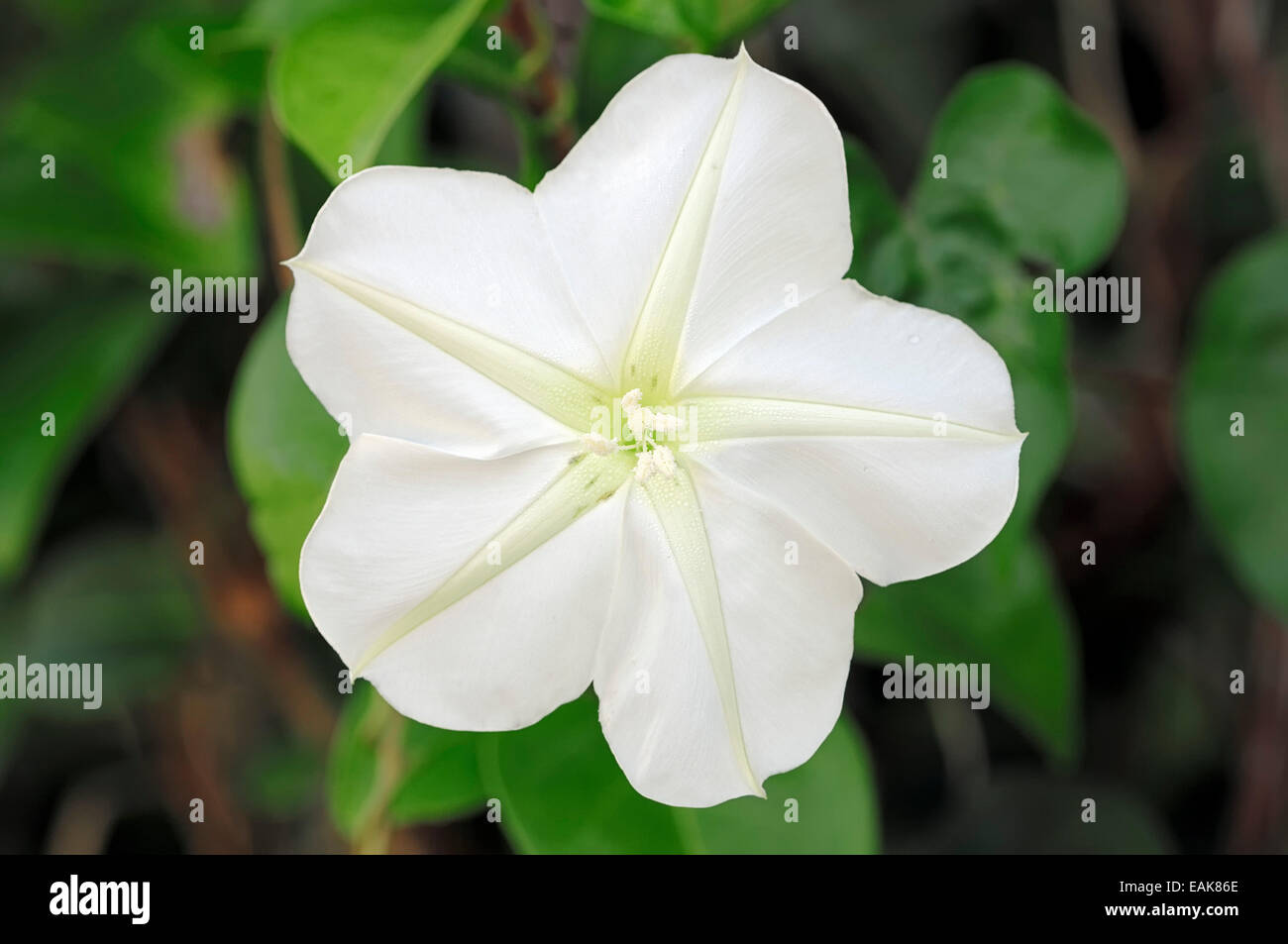 Moonflower hi-res stock photography and images - Alamy