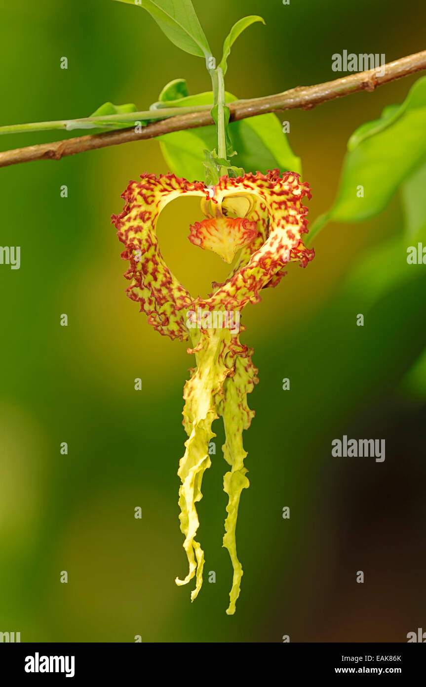 Moue Liane (Monodora crispata), flower, native to tropical Africa ...