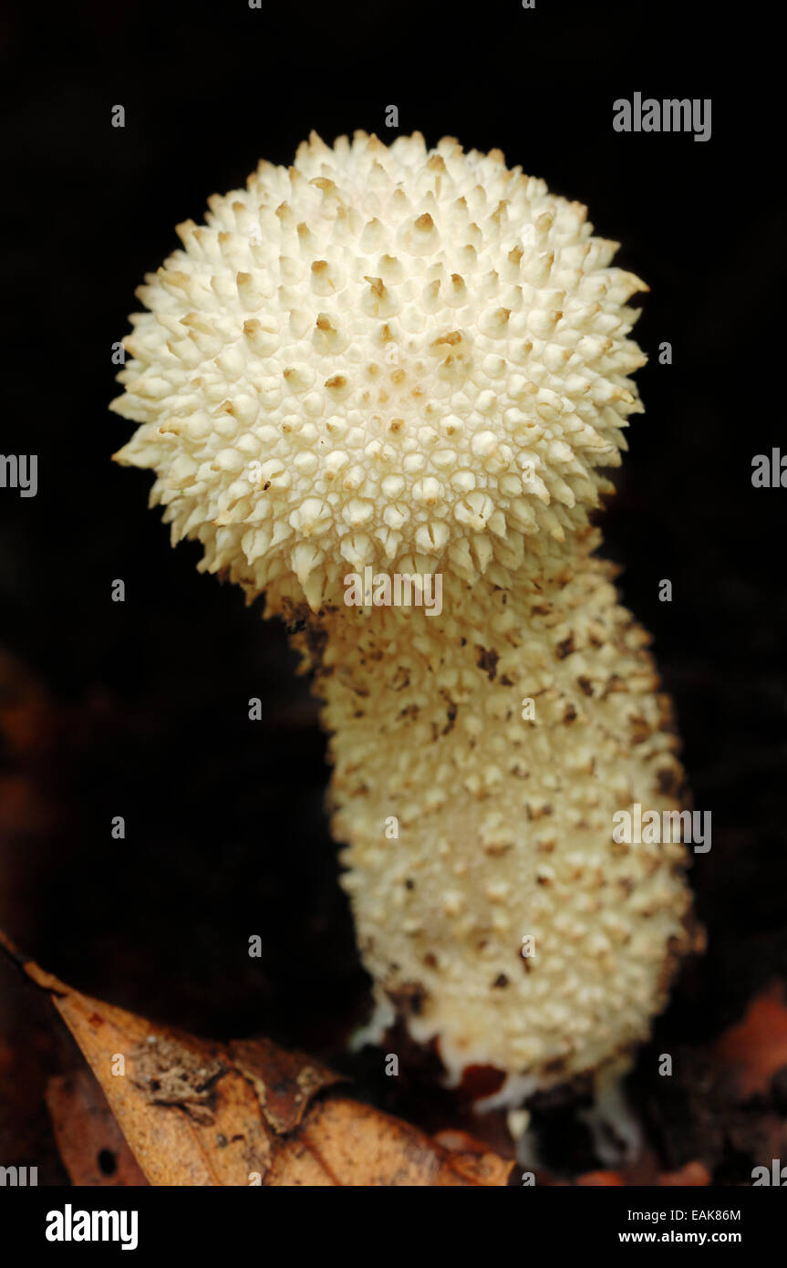 Devils snuff box hi-res stock photography and images - Alamy