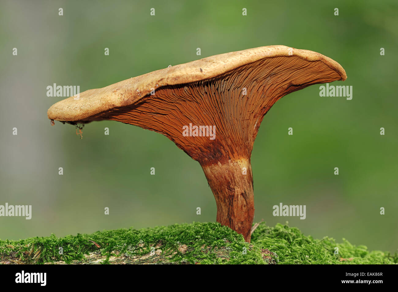 Paxillus fungus hi-res stock photography and images - Alamy