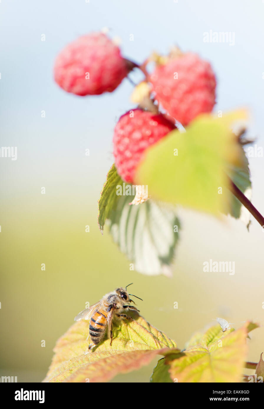 Red bee hi-res stock photography and images - Alamy