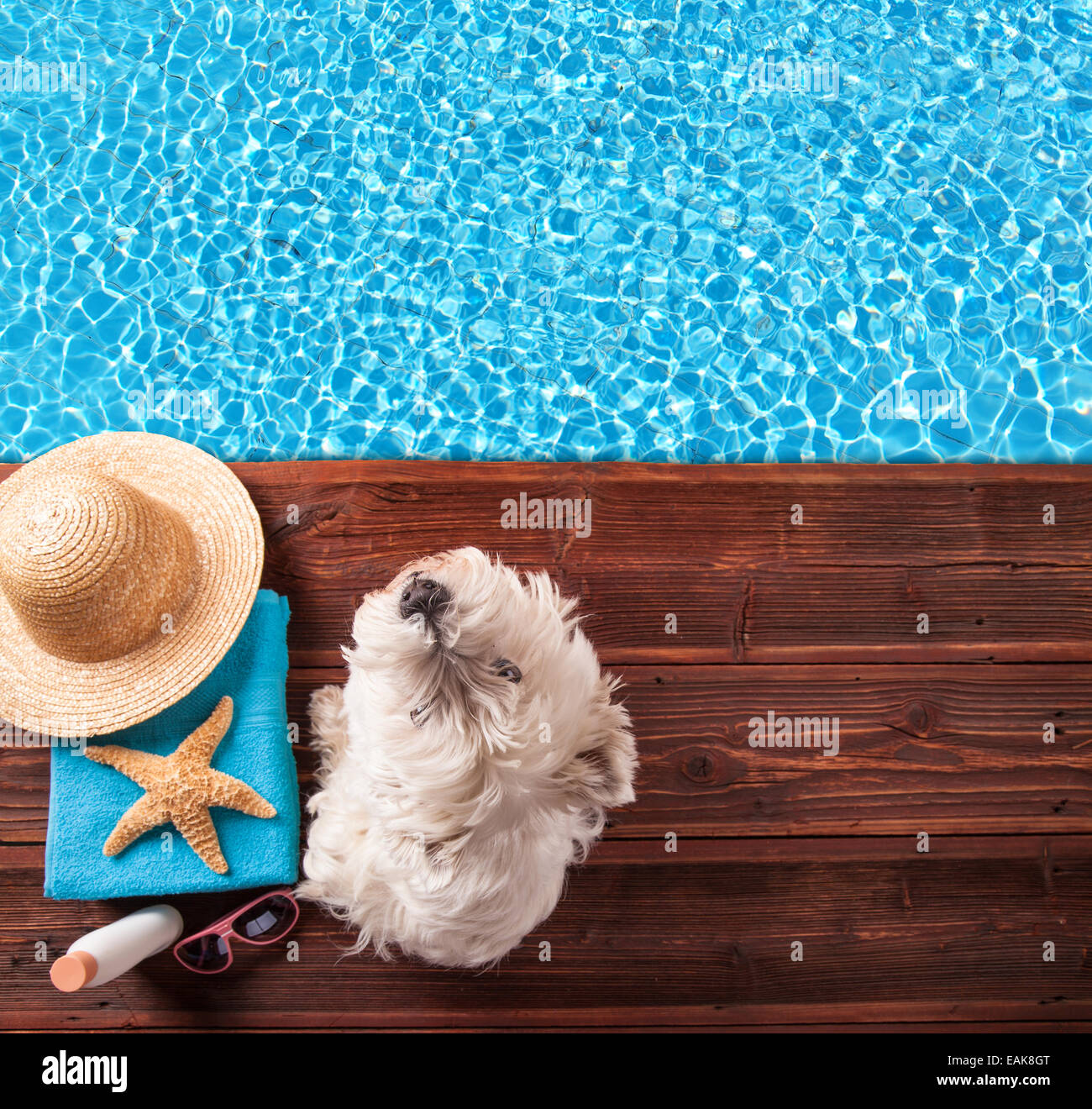 Concept of summer with dog and accessories on wood Stock Photo - Alamy