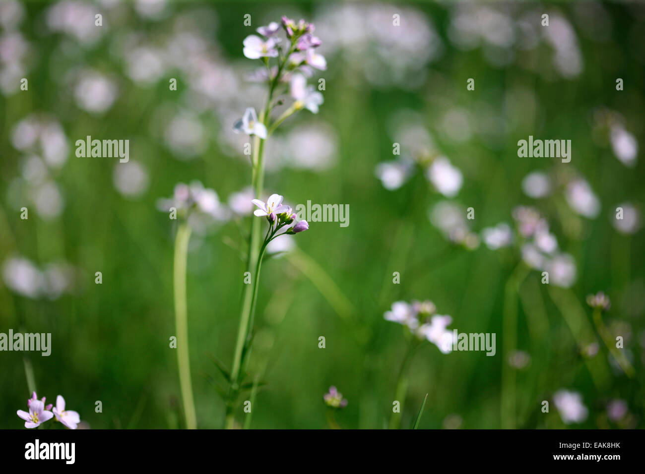 purple meadow flower Jane Ann Butler Photography JABP1303 Stock Photo ...