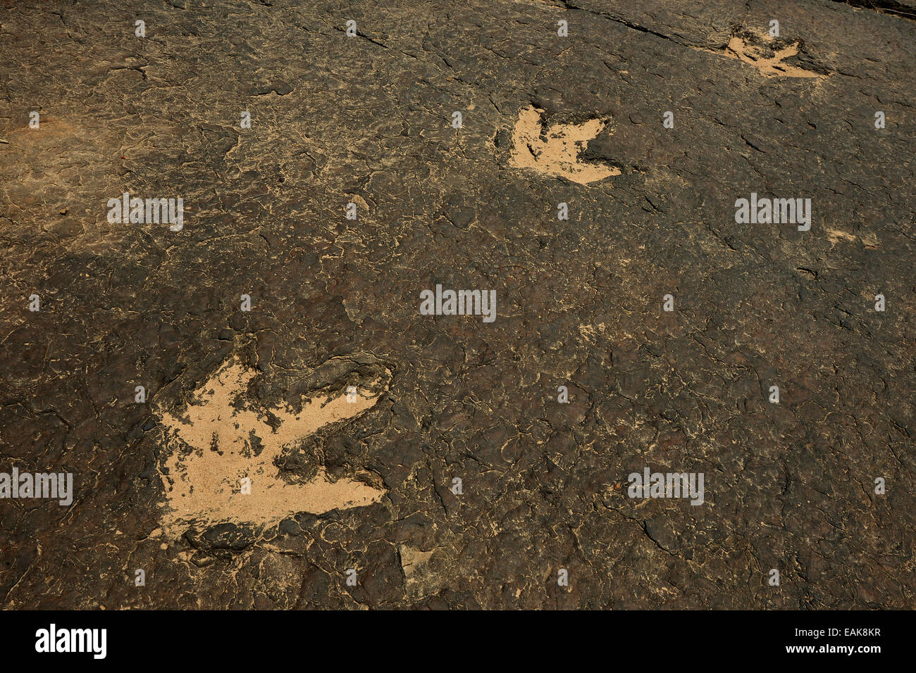 Several million years ago dinosaurs left their now fossilized ...