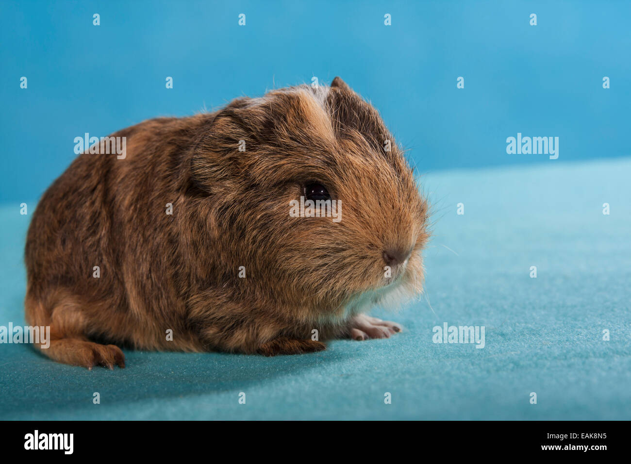 Ch teddy hi-res stock photography and images - Alamy