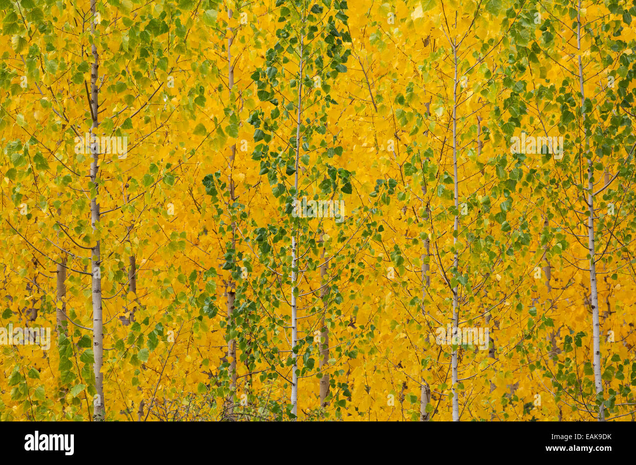 Populus sp hi-res stock photography and images - Alamy