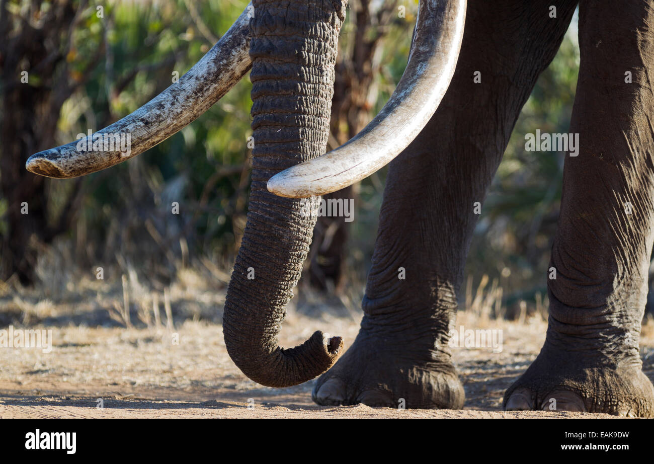 African Bush Elephant (Loxodonta africana), trunk and tusks of a bull ...