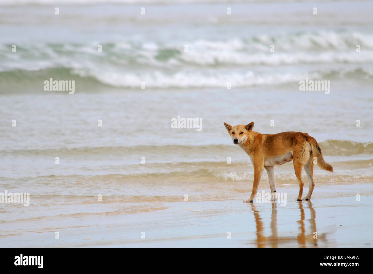 Dingo (Canis lupus dingo) on a beach, Fraser Island, Queensland ...