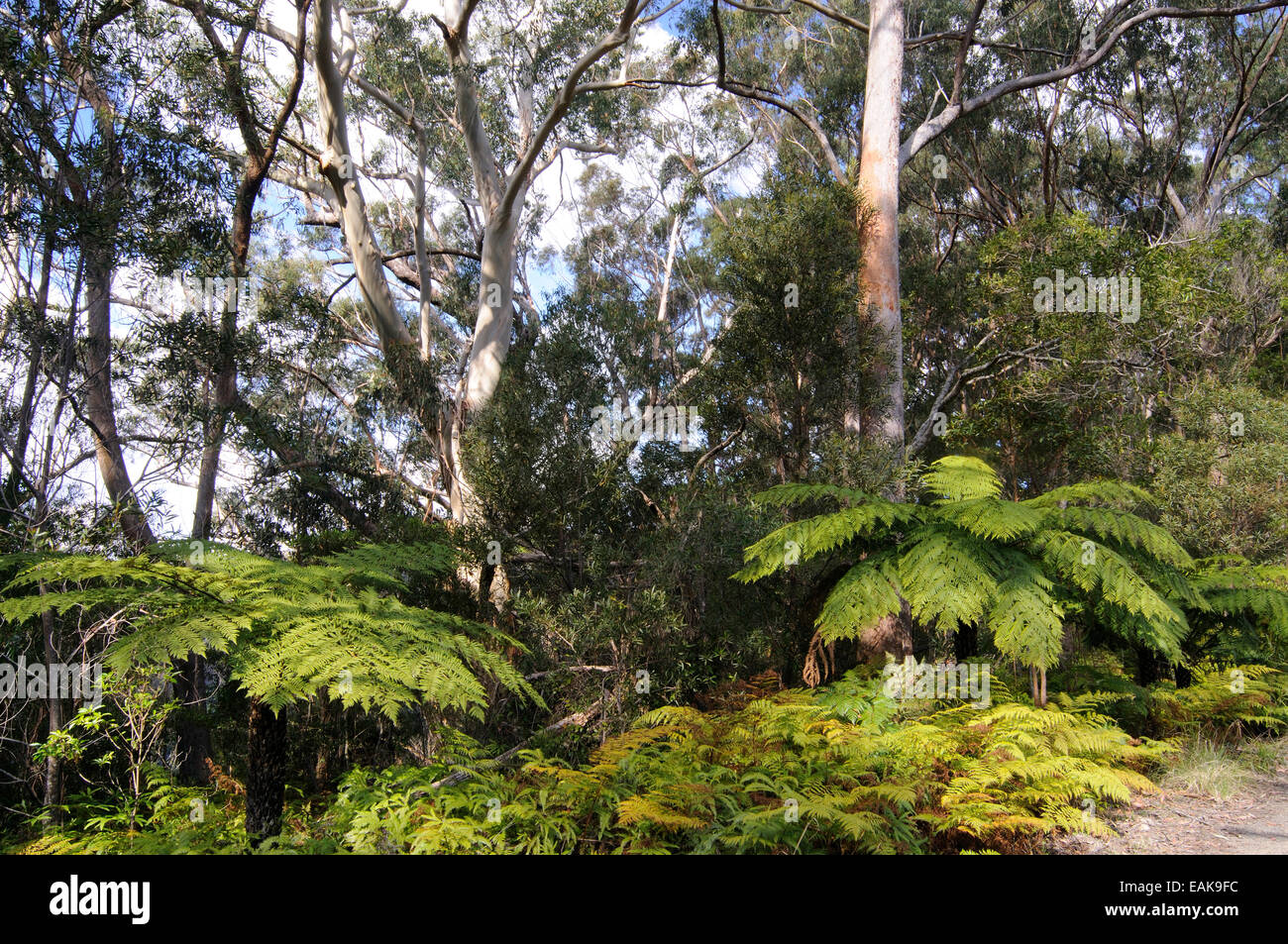 Soft Tree Ferns or Man Ferns (Dicksonia antarctica), Springbrook ...
