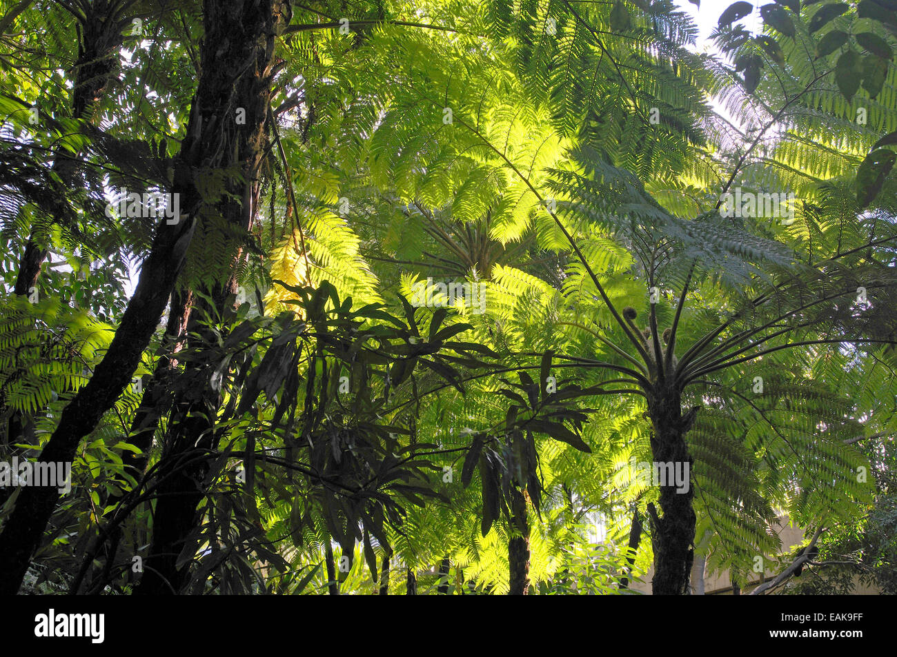 Soft Tree Ferns or Man Ferns (Dicksonia antarctica), Brisbane ...