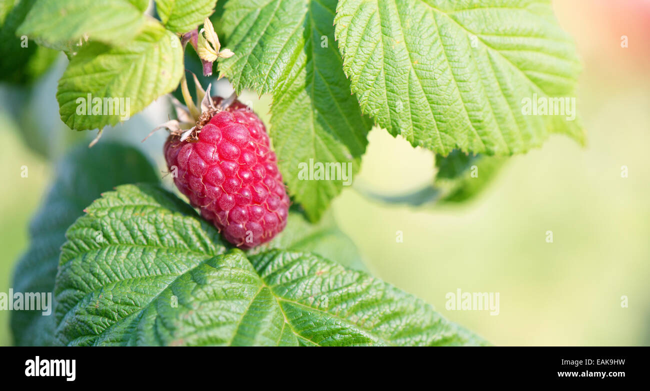 Close up of ripe raspberry on bush in garden Stock Photo - Alamy