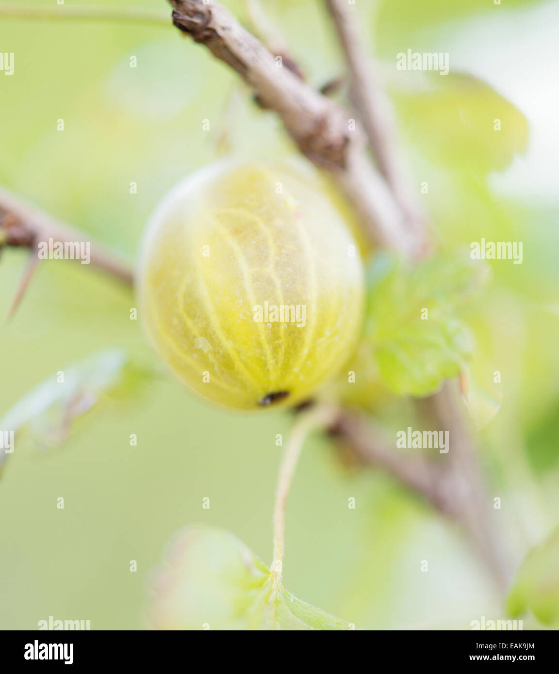 Gooseberry plant hi-res stock photography and images - Alamy