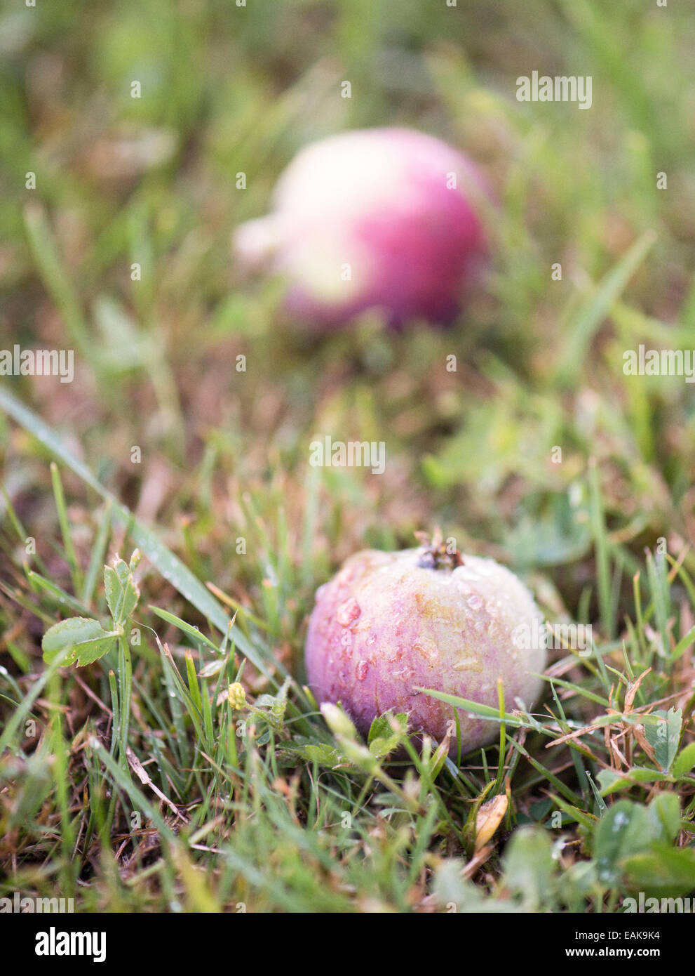 Swedish grass hi-res stock photography and images - Alamy