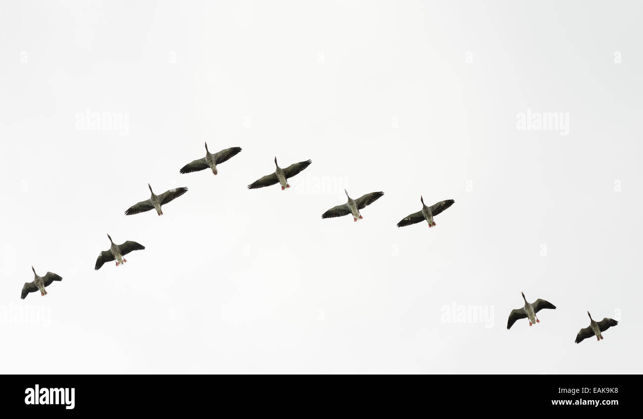 Flock of greylag geese flying in V-formation, Sweden Stock Photo - Alamy
