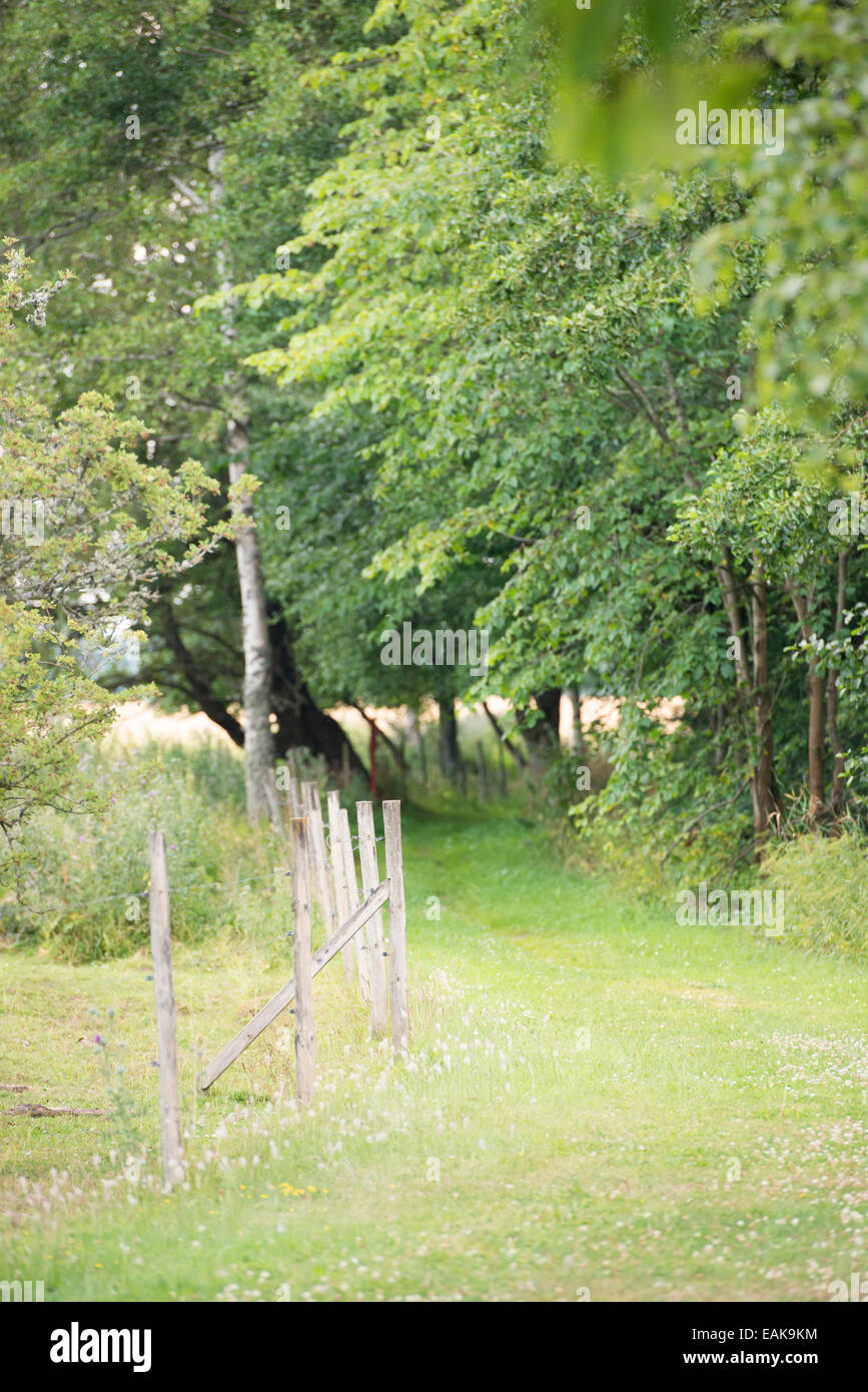 Tranquil summer landscape with footpath, Sweden Stock Photo - Alamy