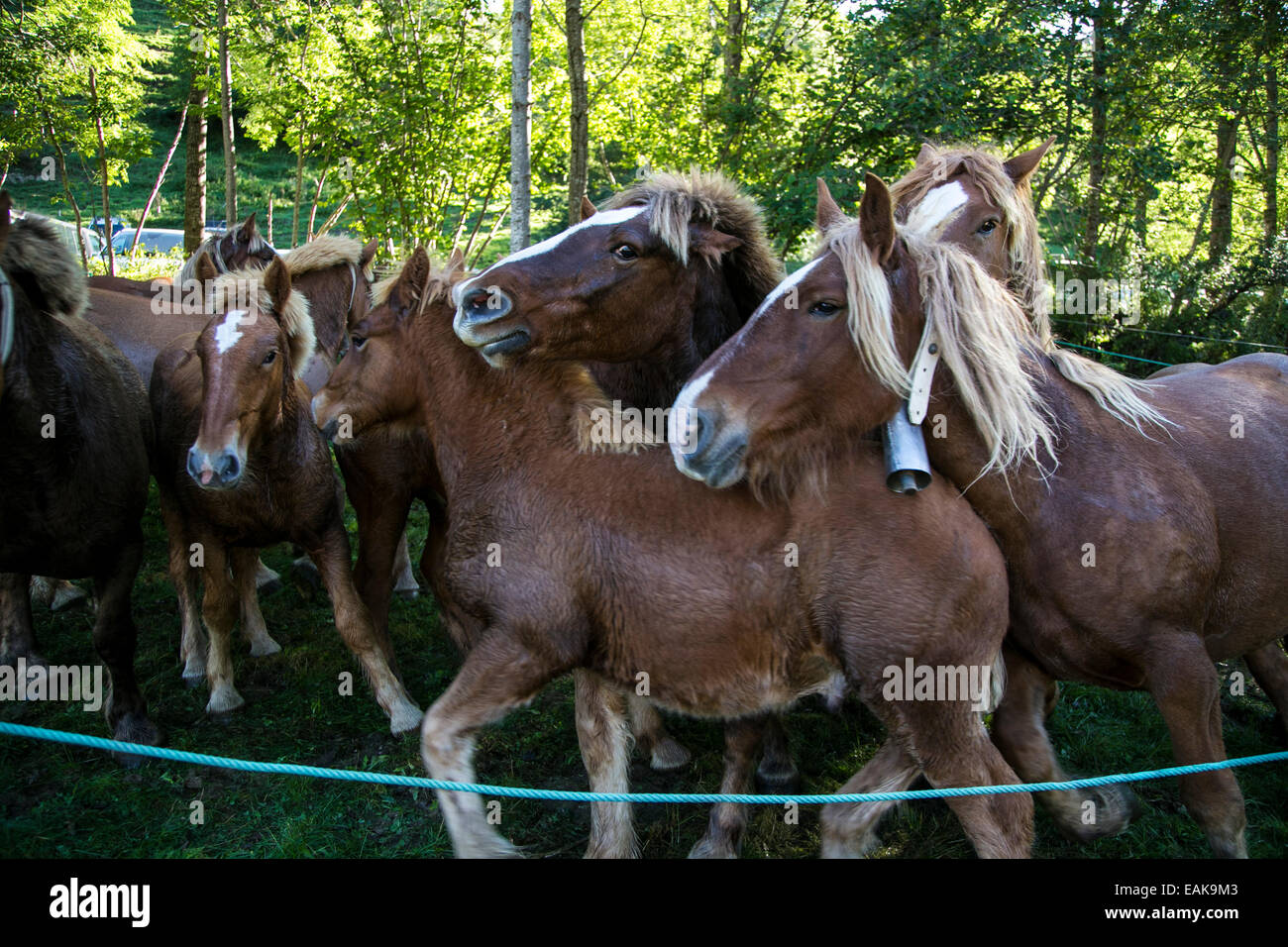 Horse pyrenees mountains hi-res stock photography and images - Alamy