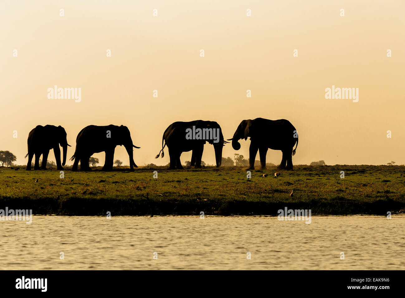 Evening silhouette of African Elephant in Chobe National Park, Botswana ...