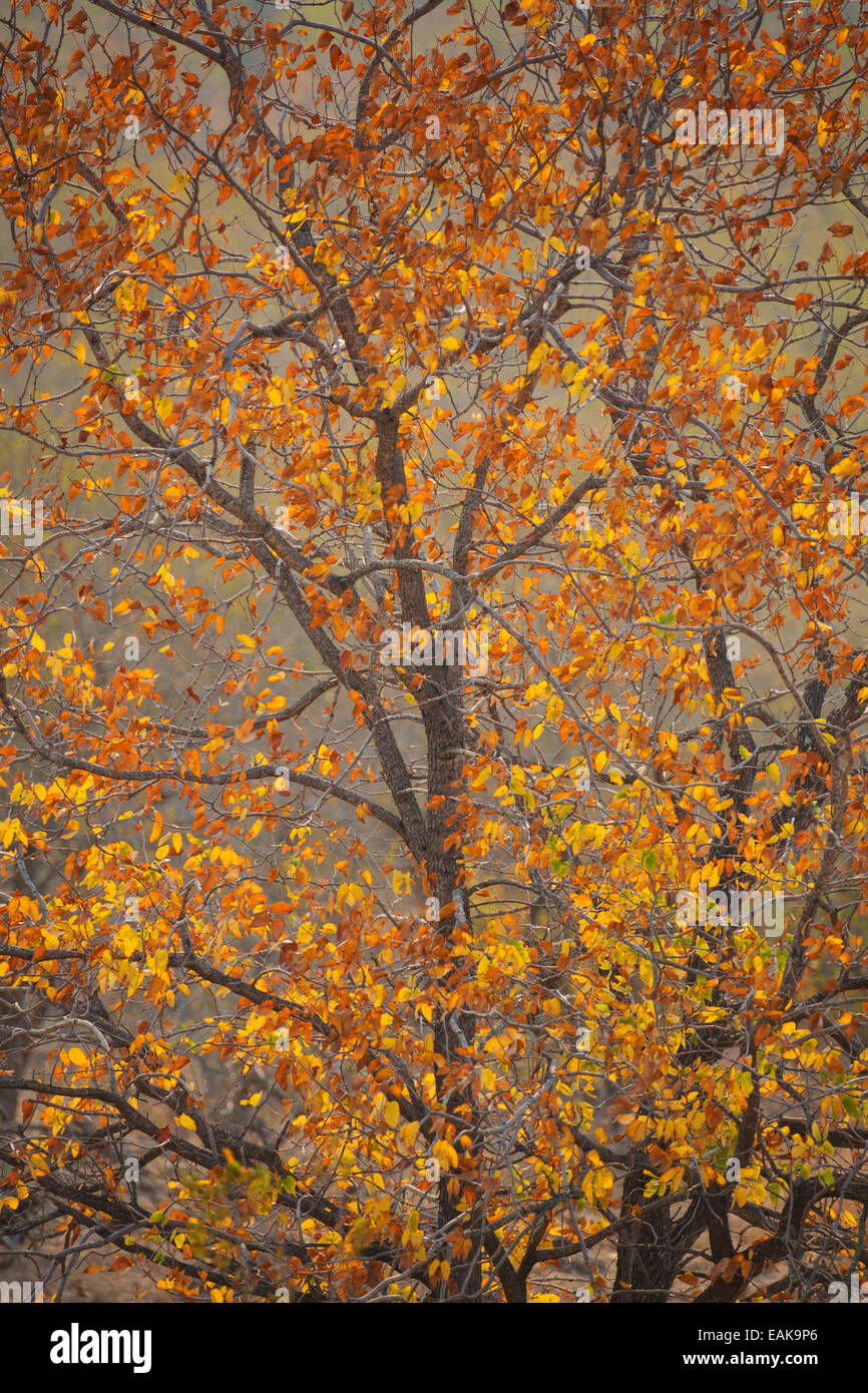 Mopane (Colophospermum mopane) with autumn colouring, Kruger National ...