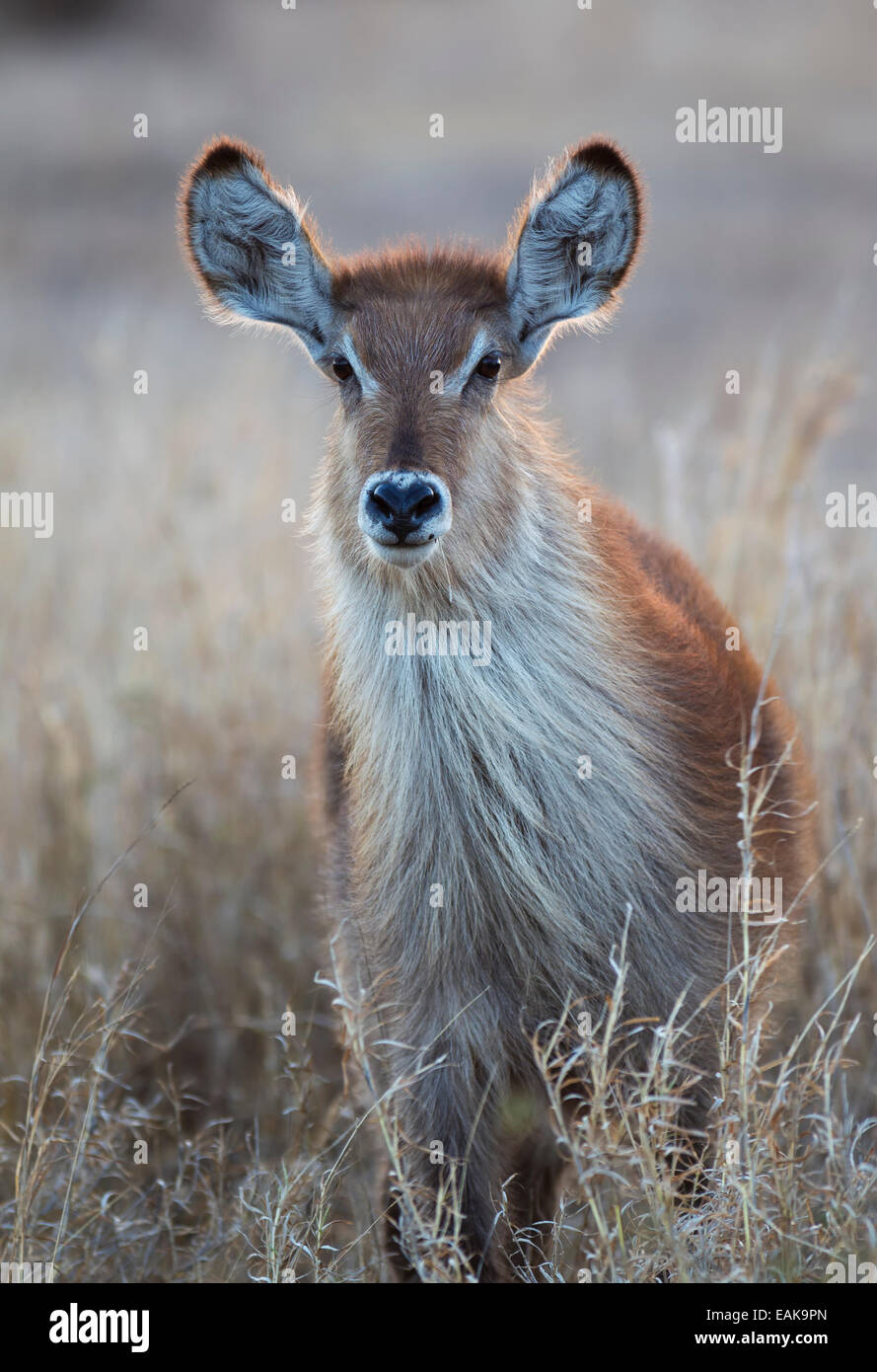 Ellipsen Waterbuck (Kobus ellipsiprymnus ellipsiprymnus), female ...