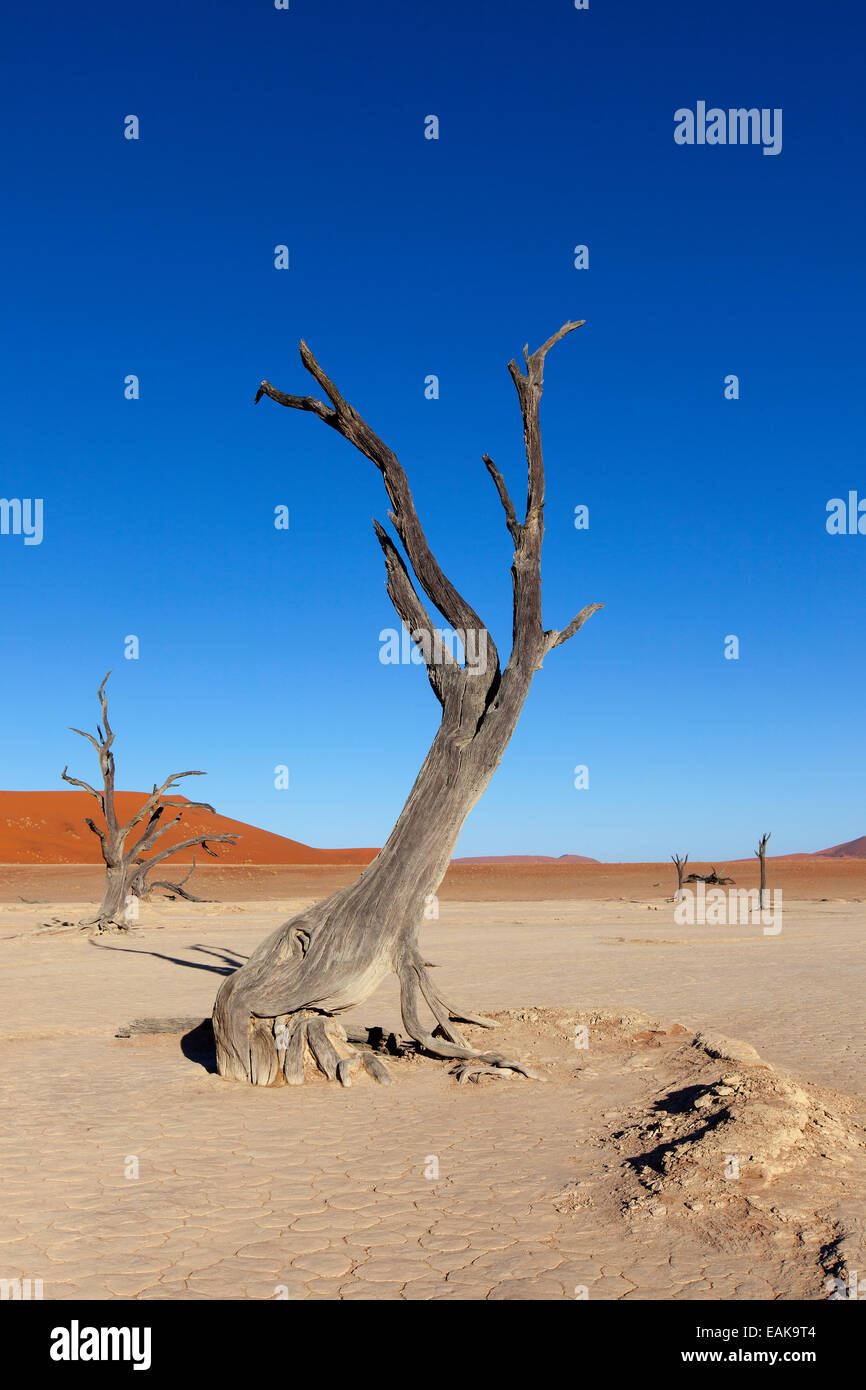 Withered tree in desert deadvlei hi-res stock photography and images ...