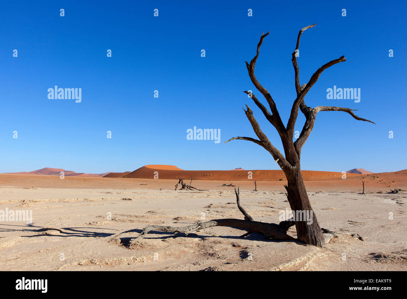 Withered tree in desert deadvlei hi-res stock photography and images ...