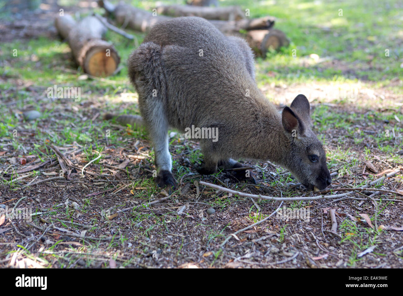 Kangaroo zoo side view hi-res stock photography and images - Alamy