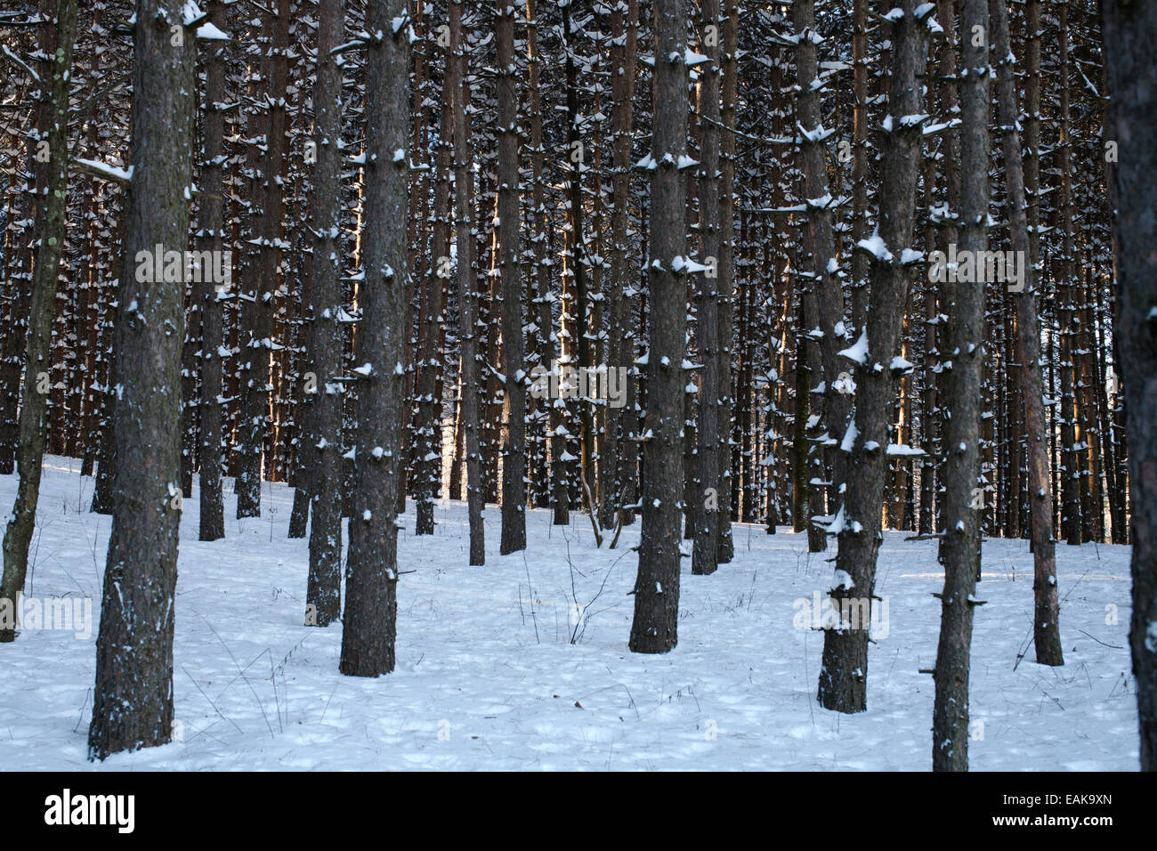 Pine tree forest in the snow, Shefford, Eastern Townships, Quebec ...