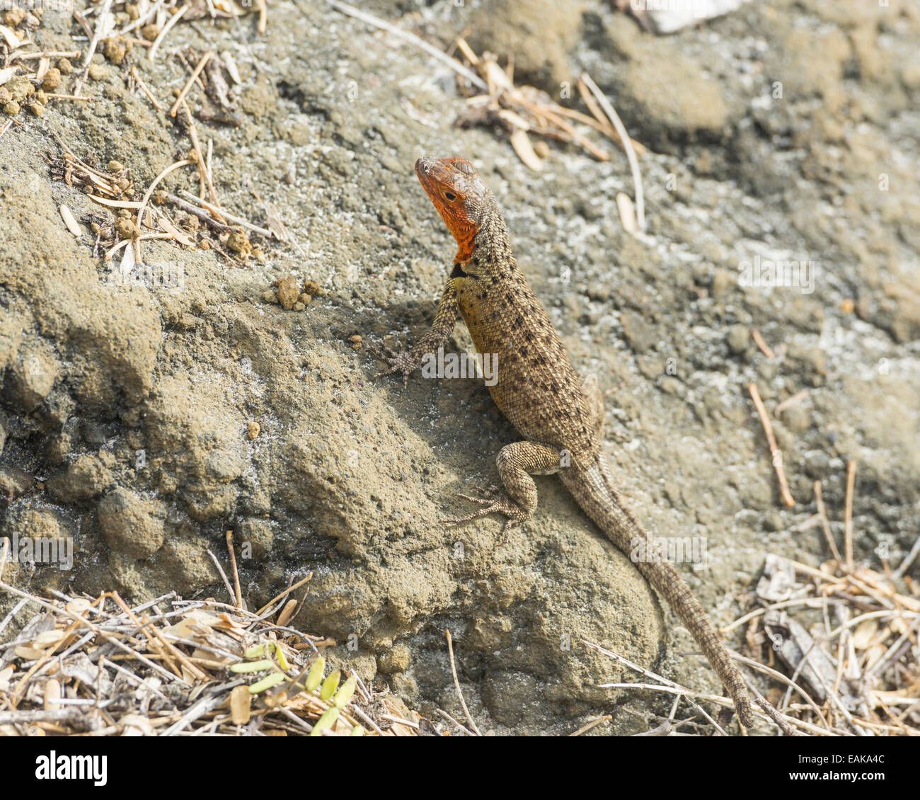 Galápagos Lava Lizard (Microlophus albemarlensis), Floreana, Galápagos ...