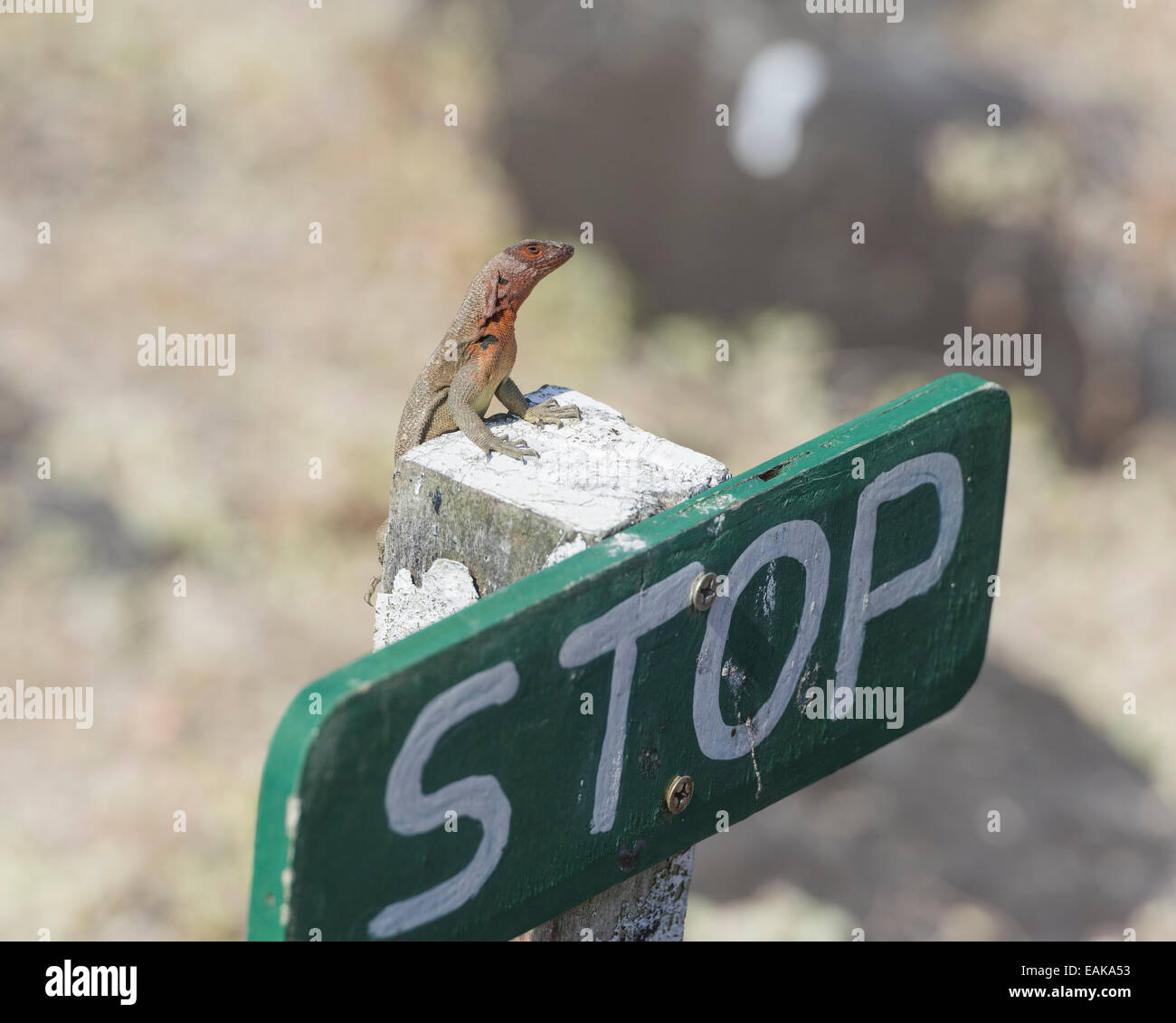 Galápagos Lava Lizard (Microlophus albemarlensis) on a stop sign ...