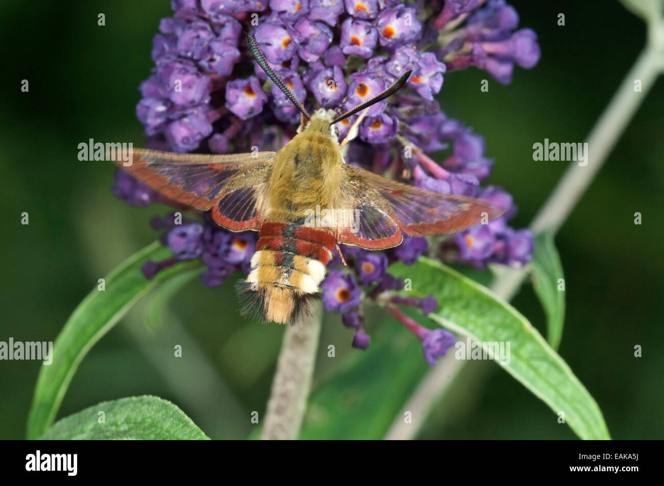 Summer moth hi-res stock photography and images - Alamy